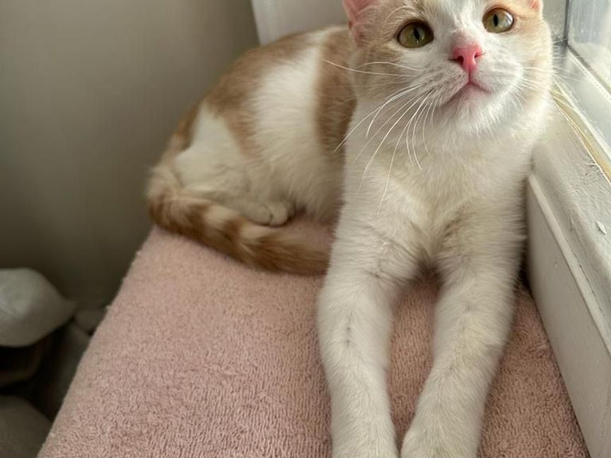 Котенок Груша ищет дом