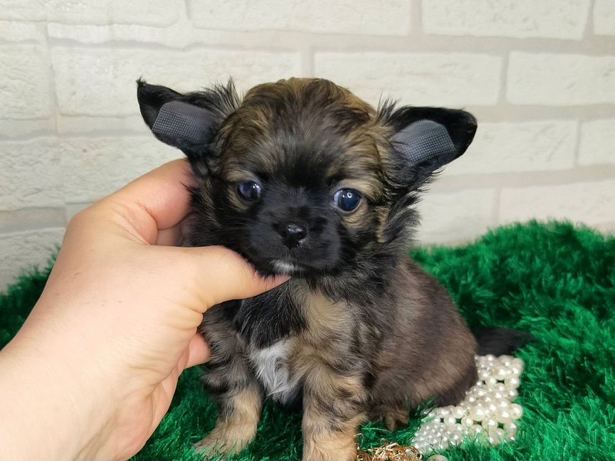 Чихуахуа карманный куклясик