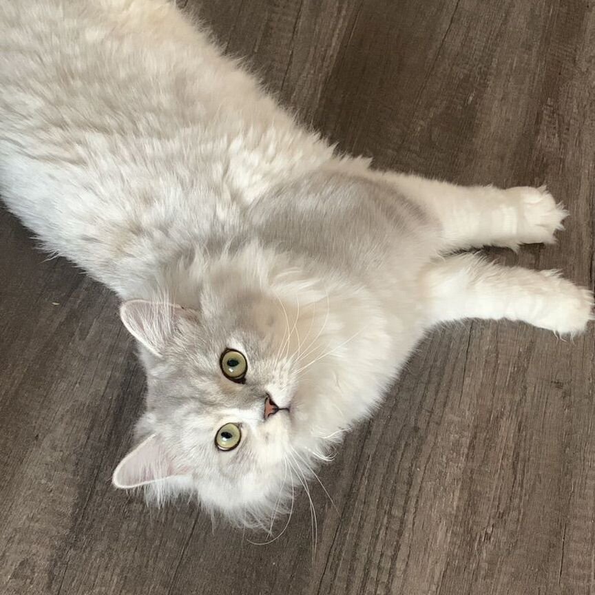 Котенок мальчик 10 мес