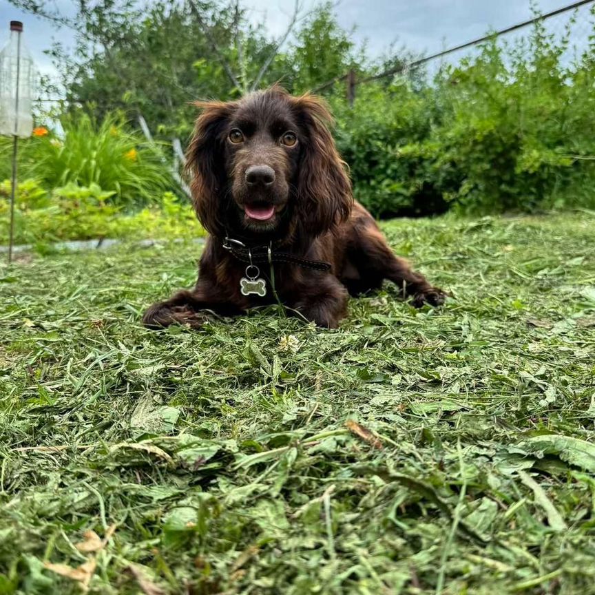 Собака в добрые руки отдам бесплатно