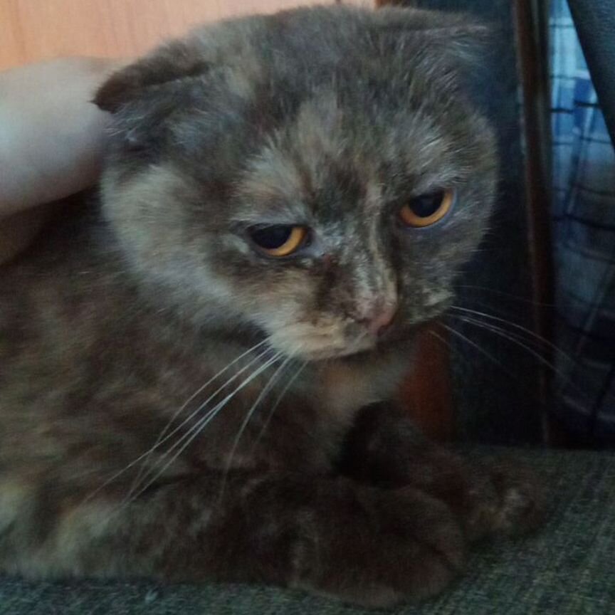 Отдам бесплатно