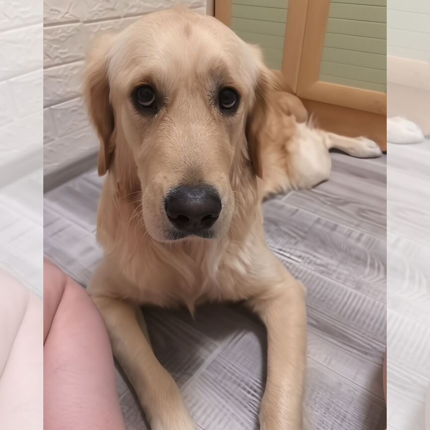 Золотистый ретривер, щенок