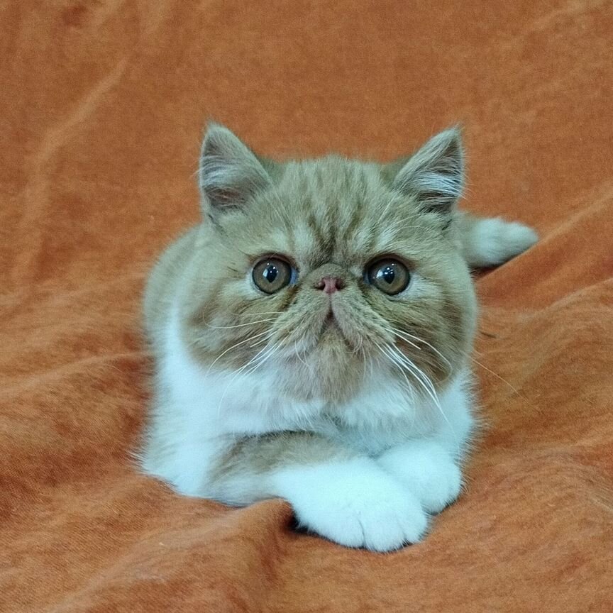 Кошечка экзот