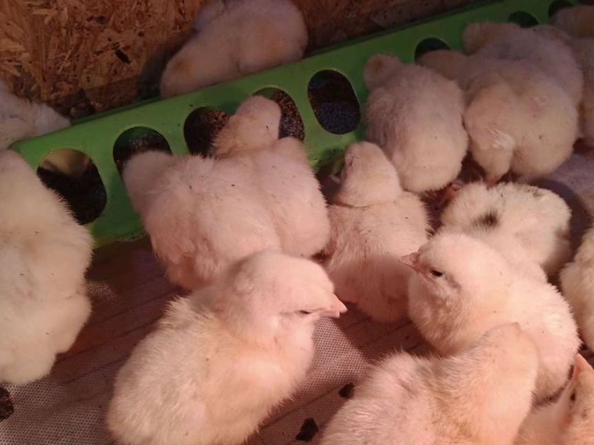 Цыпленок бройлер