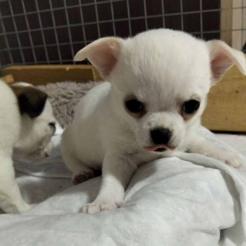 Чихуахуа, щенок
