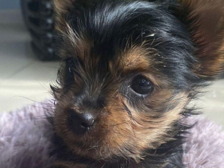 Йоркширский терьер девочка и мальчик