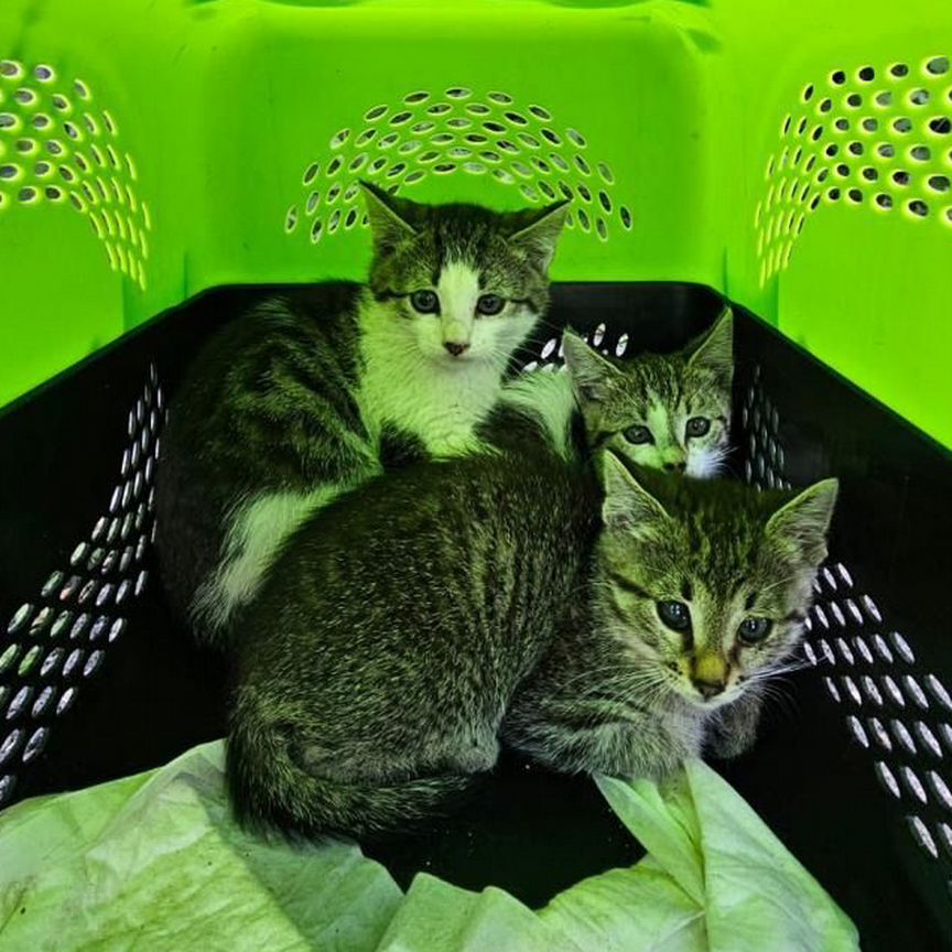 Спасите котенка, мальчики и девочки ищут дом