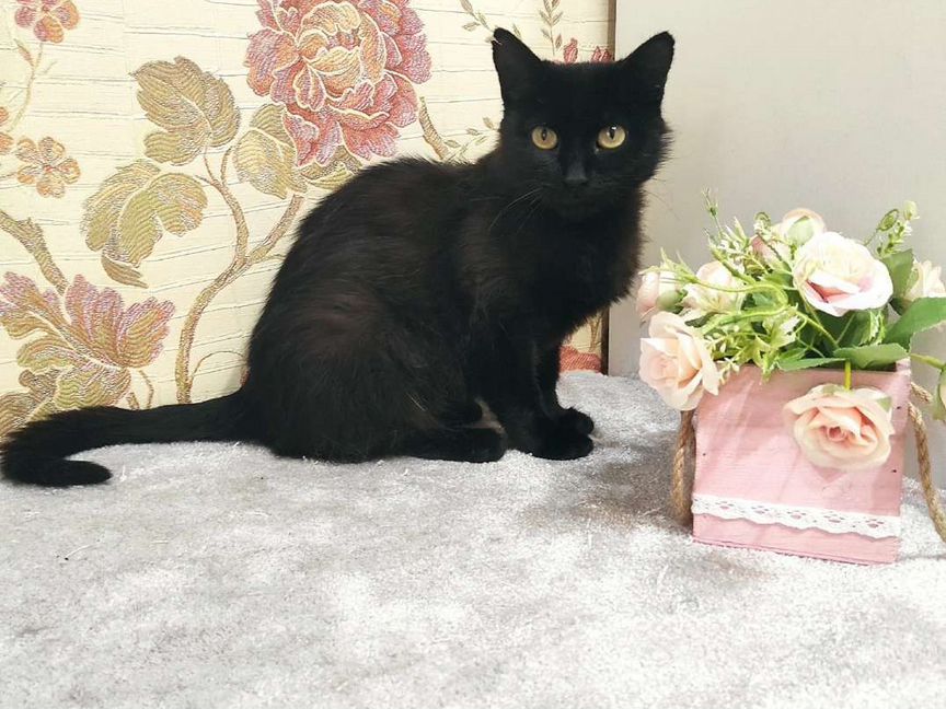 Кошечка Лиза