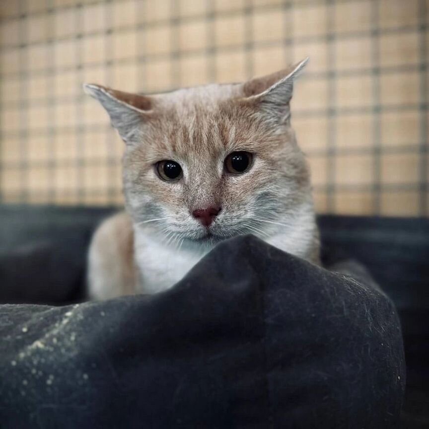 Майк хороший добрый котик