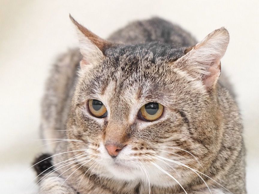 Пушистый пугляшка ищет семью