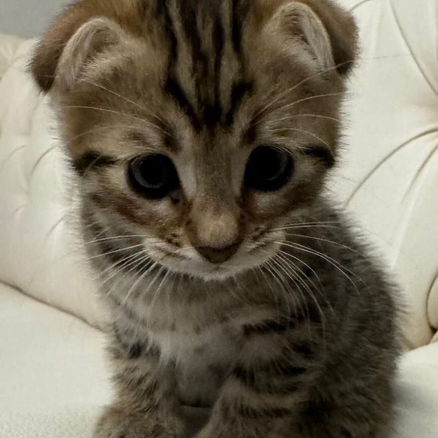 Шотландская вислоухая