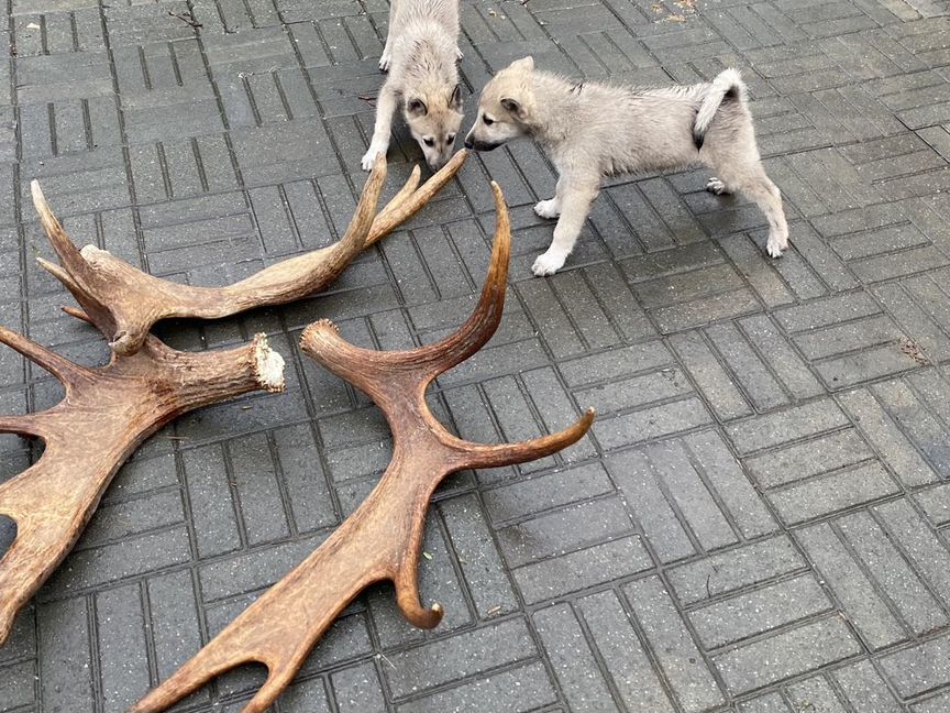 Продаю шенков Западно Сибирской лайки