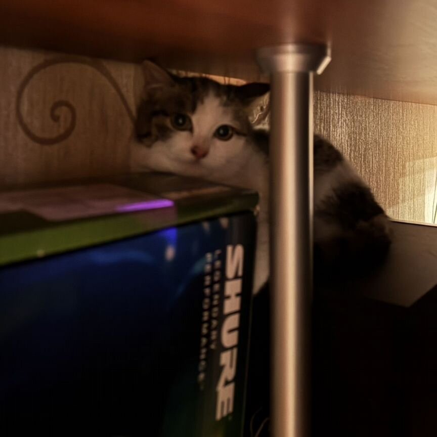 Котёнок в добрые руки