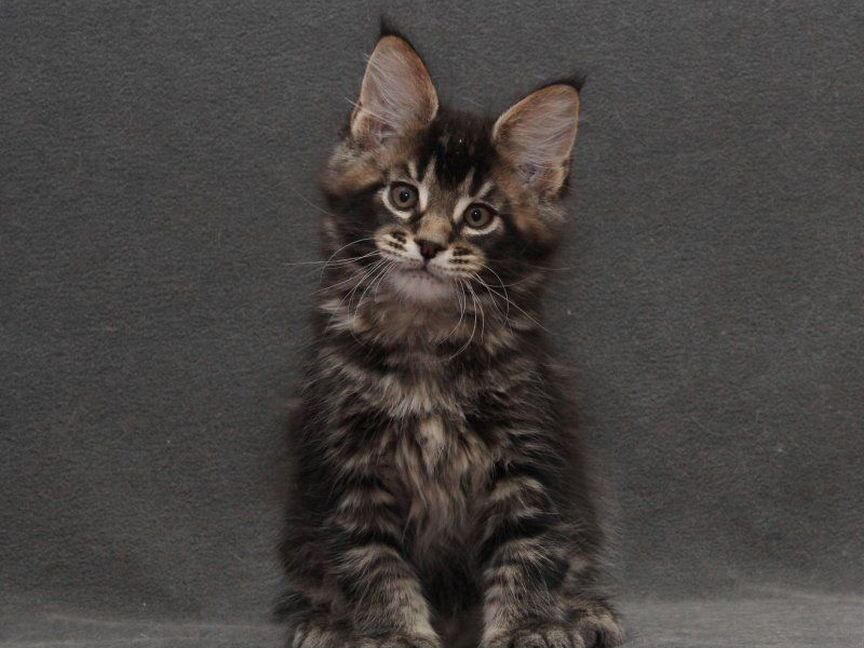 Прелестные малышки самая крупная И умная порода