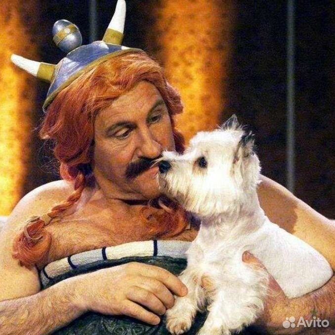 Вест хайленд уайт терьер