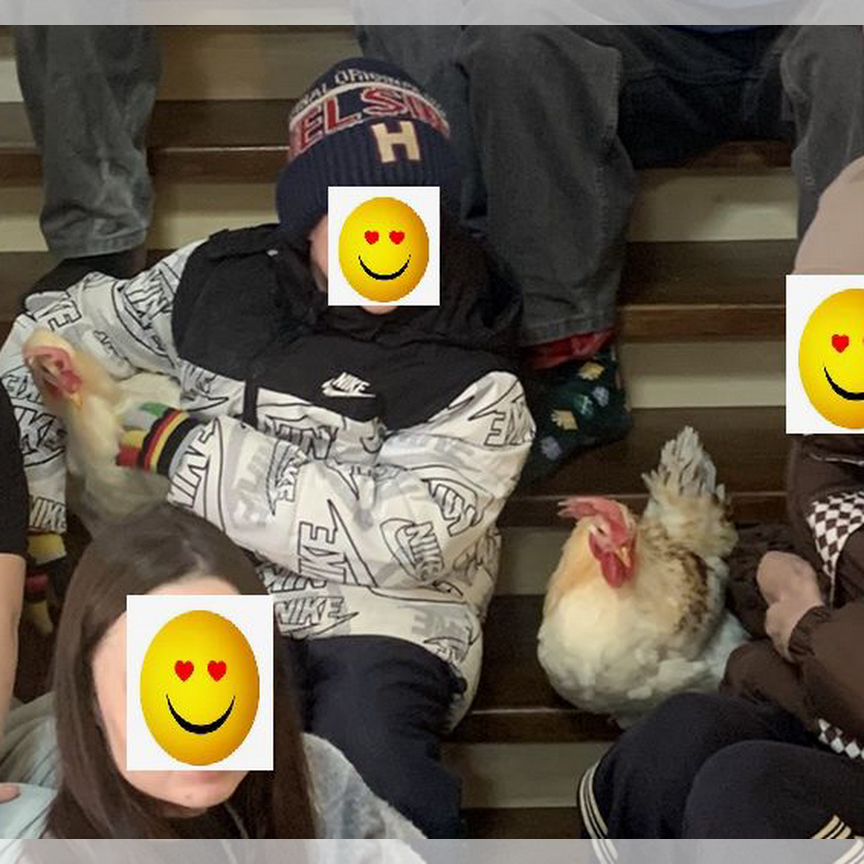 Петухи ручные для фотосессий