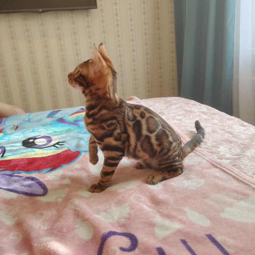 Бенгальские котята