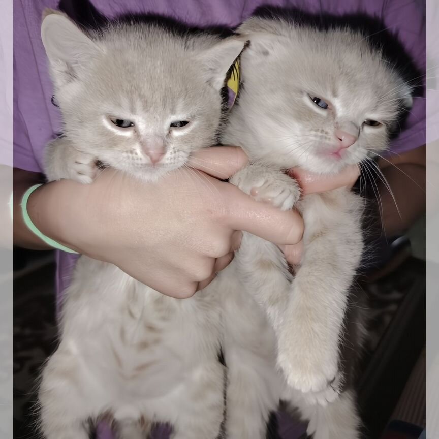 Британский короткошёрстный котёнок