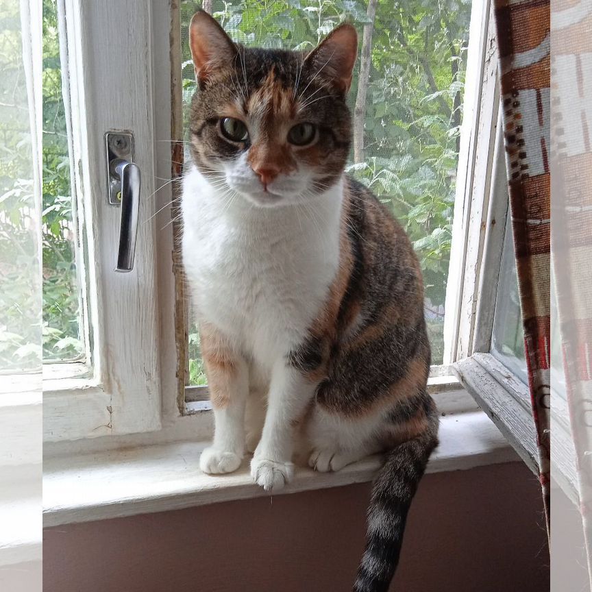 Кошка в дар бесплатно