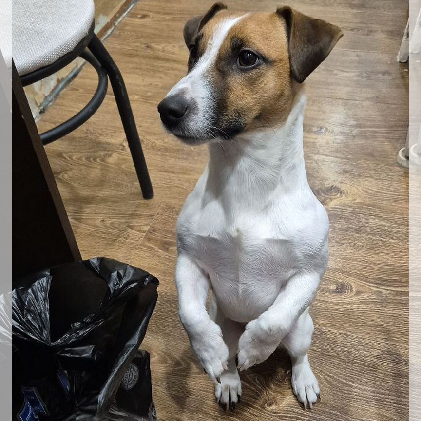 Джек-рассел-терьер, вязка