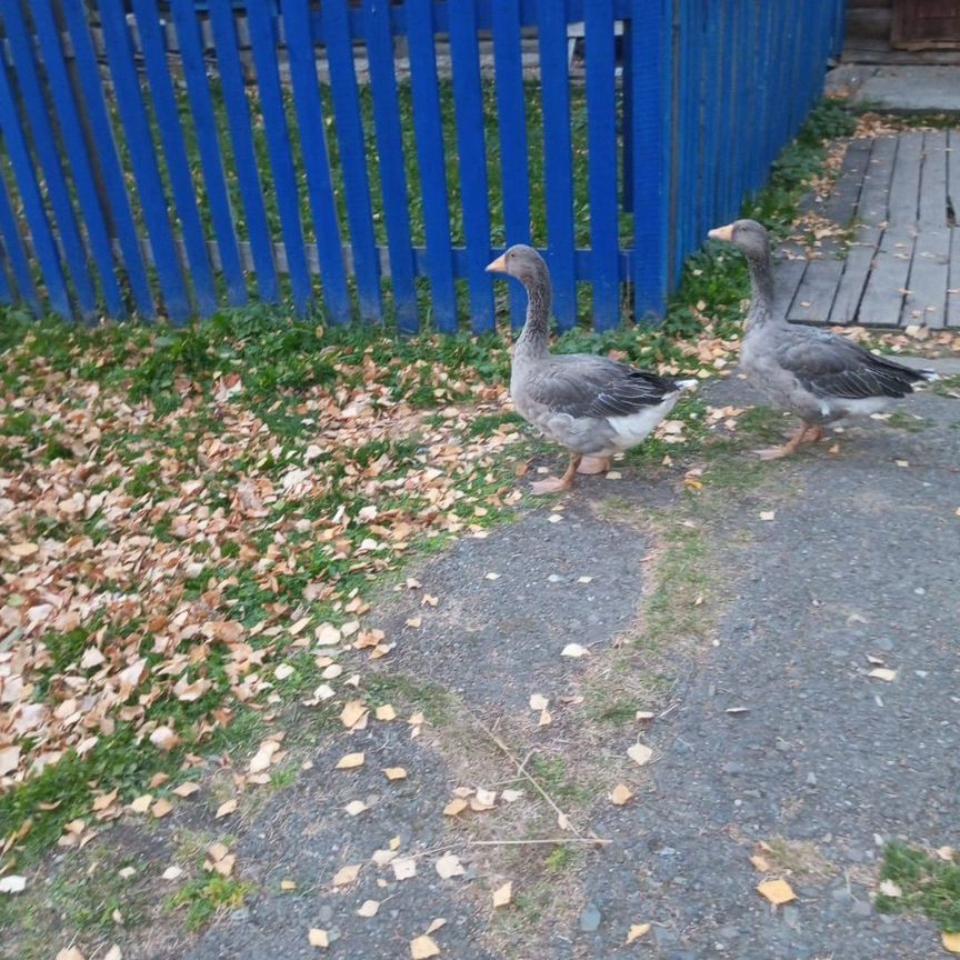 Гуси