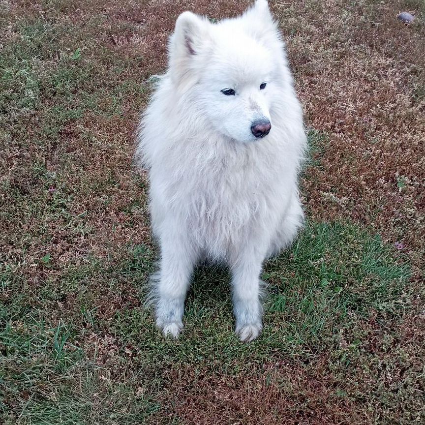 Отдам в хорошие добрые руки