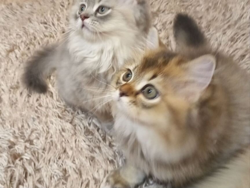 Котята британская длинношёрстная шиншилла