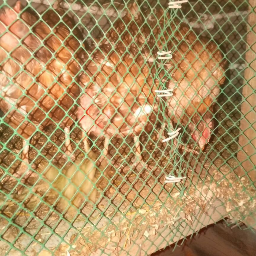 Куры. несушки