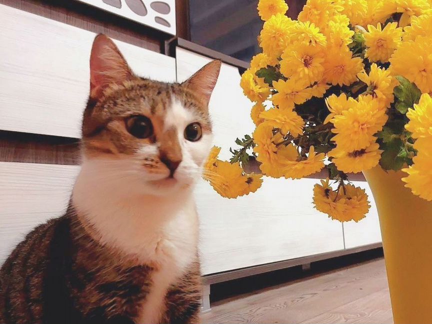 Кошечка Зара в добрые руки в дар