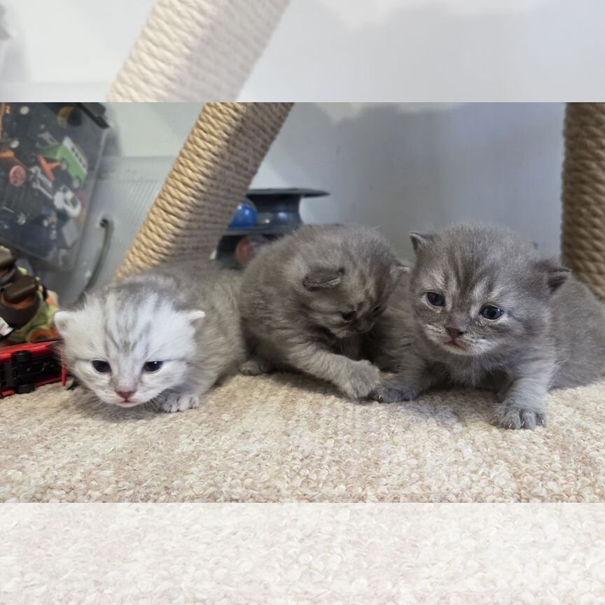 Шотландский вислоухий короткошёрстный котёнок