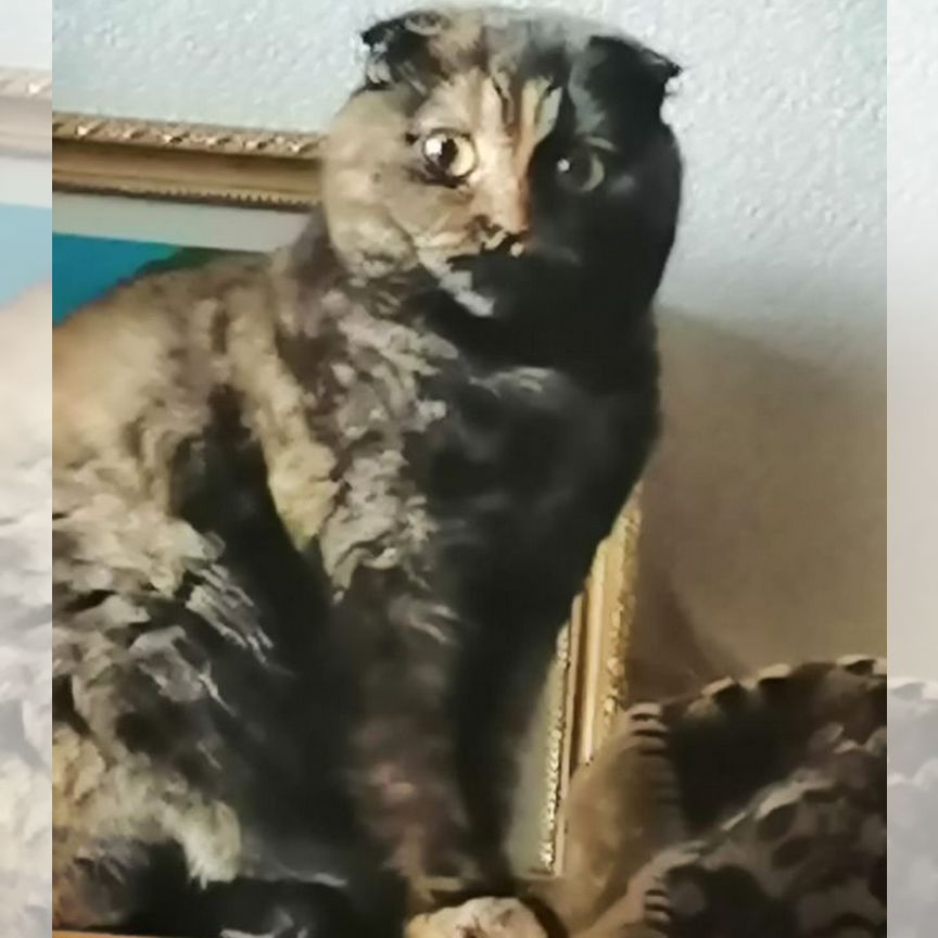 Отдам шотландскую вислоухую кошку в хорошие руки