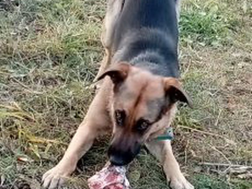 Овчарка помесь