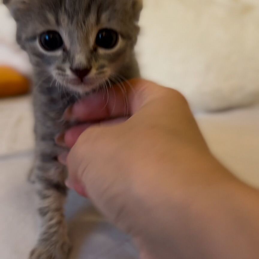 Вислоухий котенок девочка 1,5 мес