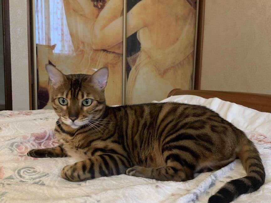 Бенгальская кошка