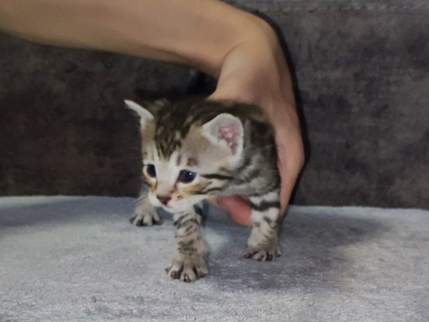 Бенгальские котята метисы