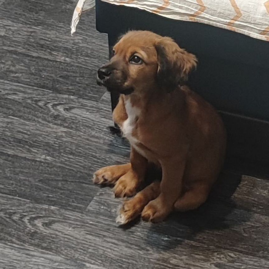 Отдам в добрые руки