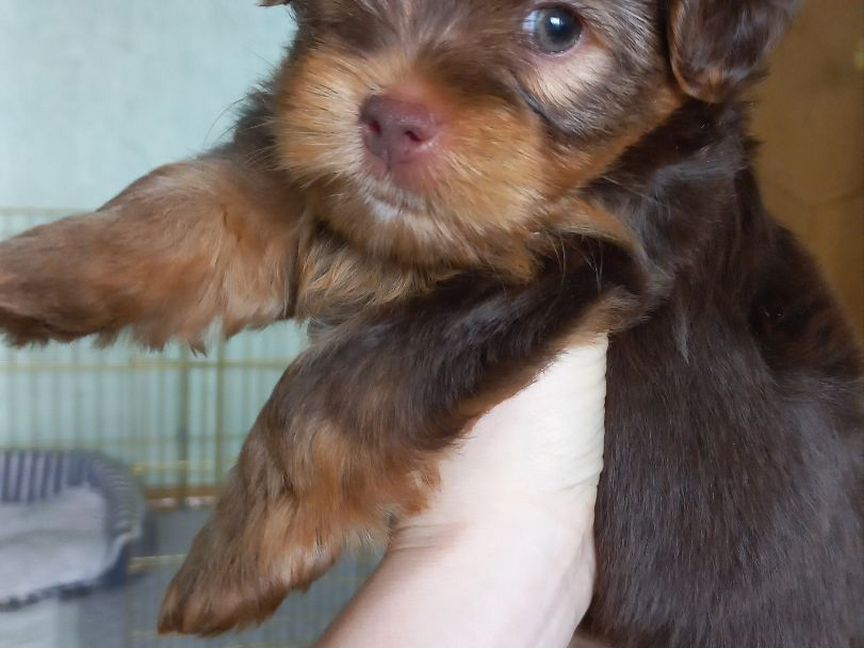 Бивер йорк шоколадный