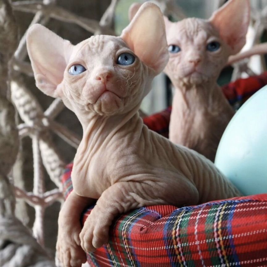 Канадский сфинкс