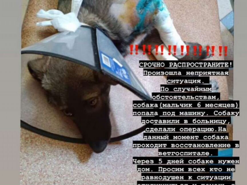 Щенок 6 месяцев