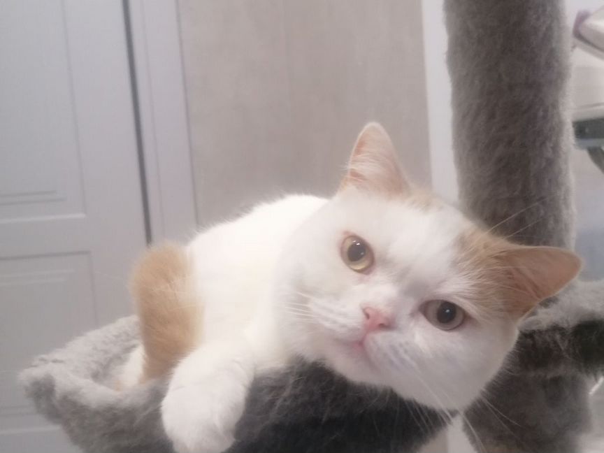 Котик породы скоттиш страйт