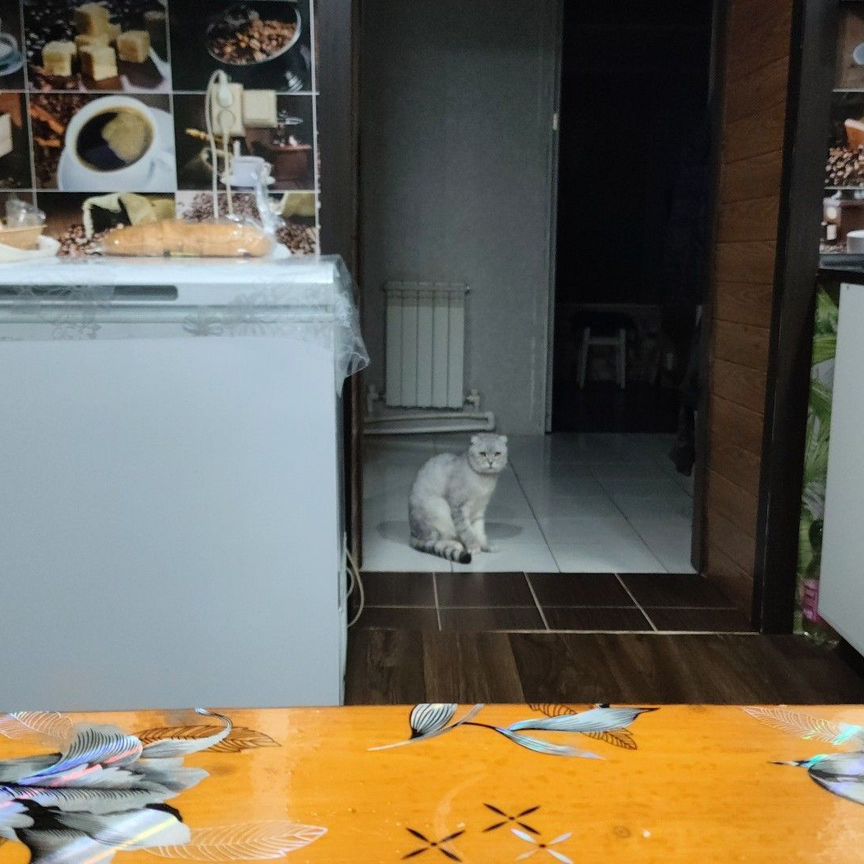 Кот Леопольд без бубенцов