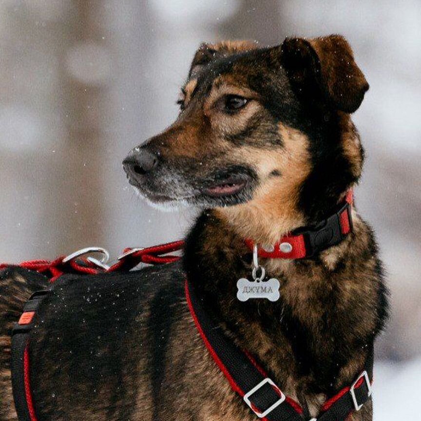 Взрослая собака в добрые руки