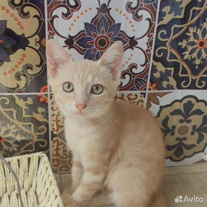Персик ищет семью