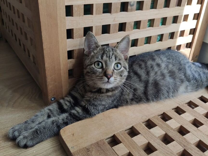 Боря котенок