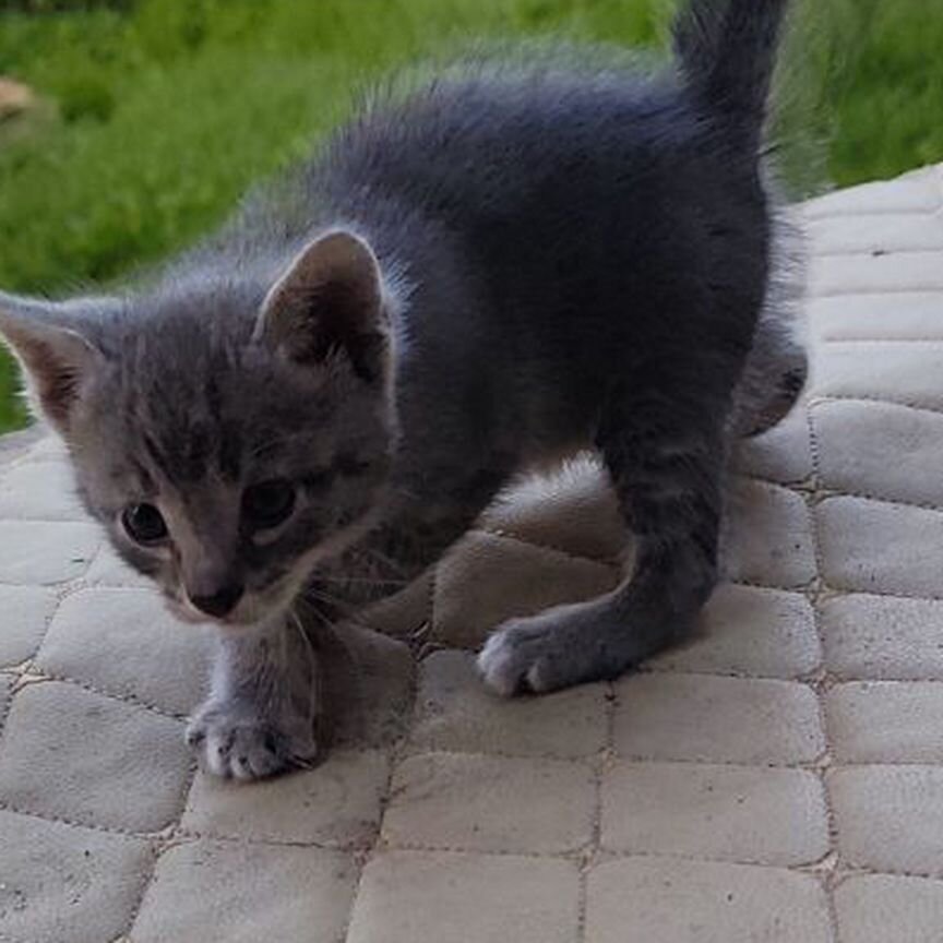 Котик