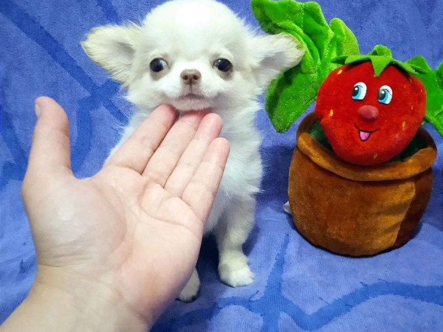 Сладкий Зефирчик чихуа