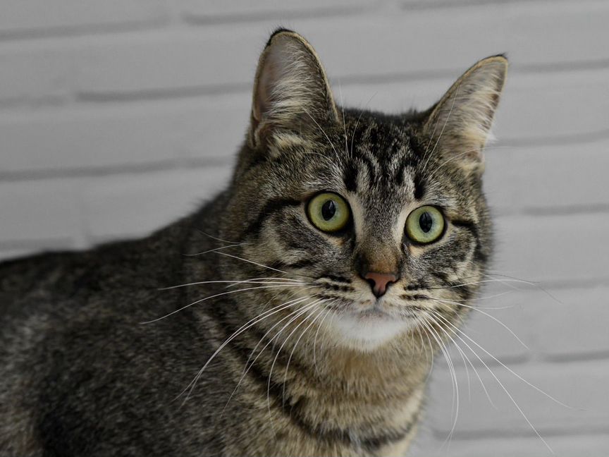 Кошка Сонька в добрые руки