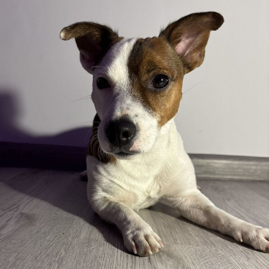 Вязка джек рассел терьер кобель