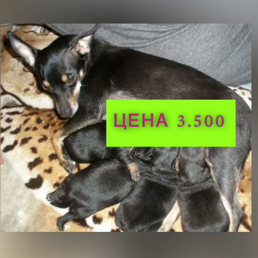 Щенки от тойчика  джек рассела