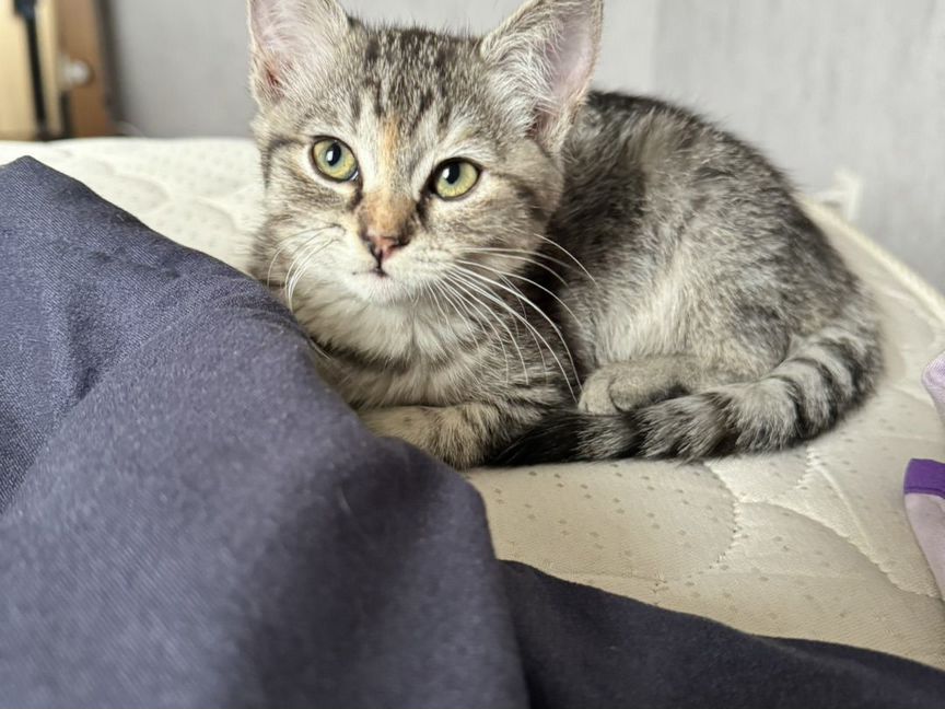 Котенок девочка в добрые руки